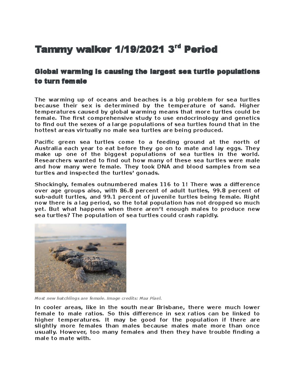 Sea turtles article remake - Tammy walker 1 / 19 / 2021 3 rd Period ...