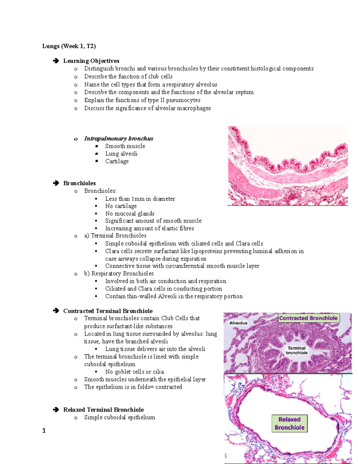 (4) Lungs (T2,W1) - histology notes - Lungs (Week 1, T2) Learning ...
