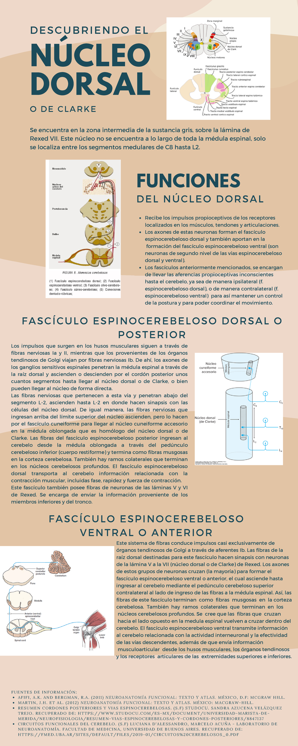 Núcleo dorsal - Los impulsos que surgen en los husos musculares siguen ...
