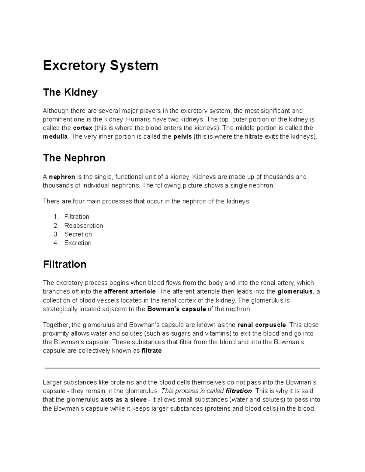 Excretory System - Lecture notes 25 - Excretory System The Kidney ...