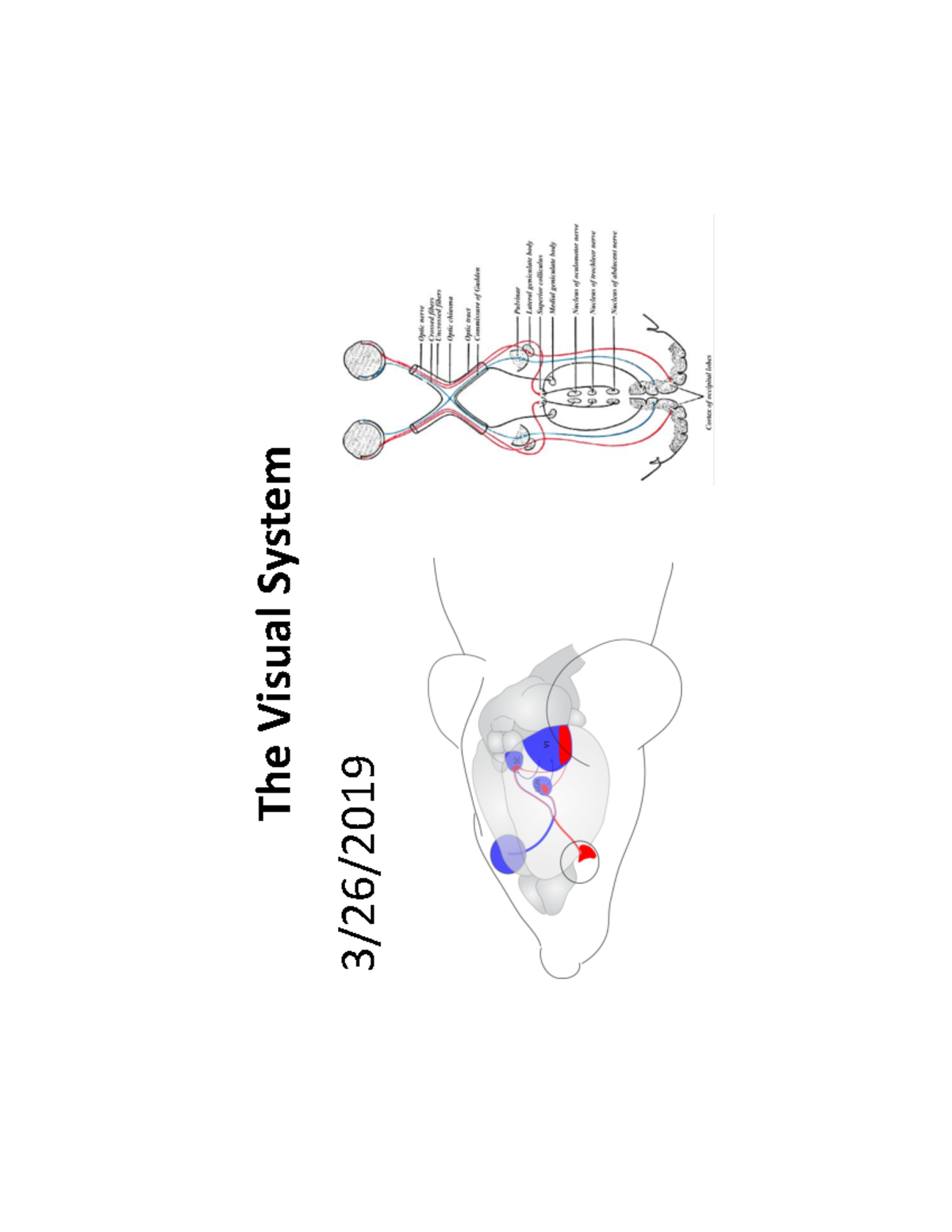 PSY 250 lecture 11 - The Visual System 3/26/ Do these two gray surfaces ...