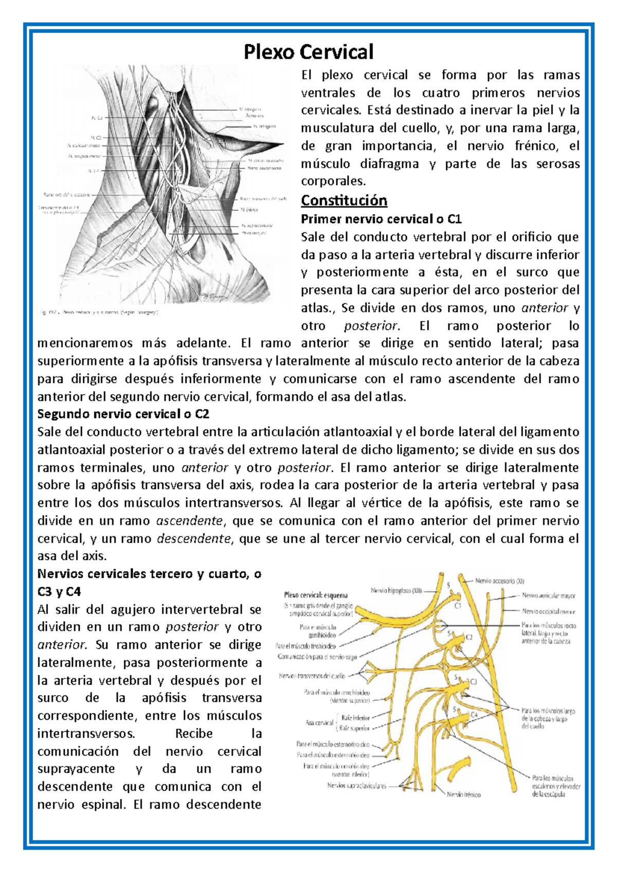Resumen Plexo Cervical - Plexo Cervical El plexo cervical se forma por ...