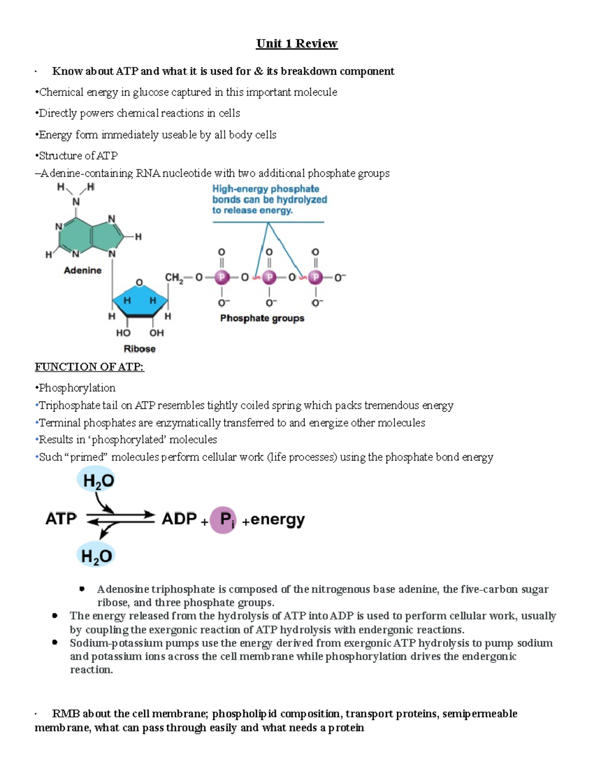 Micro Study Guide 2 - ATP and what it is used for & its breakdown ...