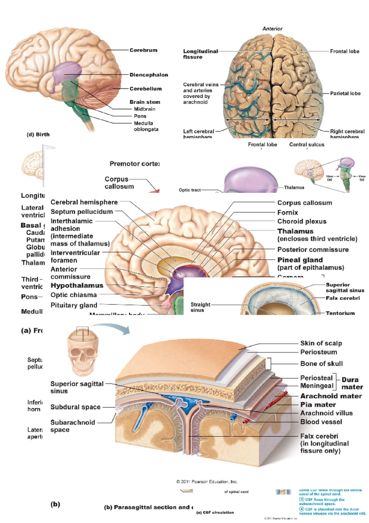 Brain Diagram - Can print and use this as a learning wallpaper to ...