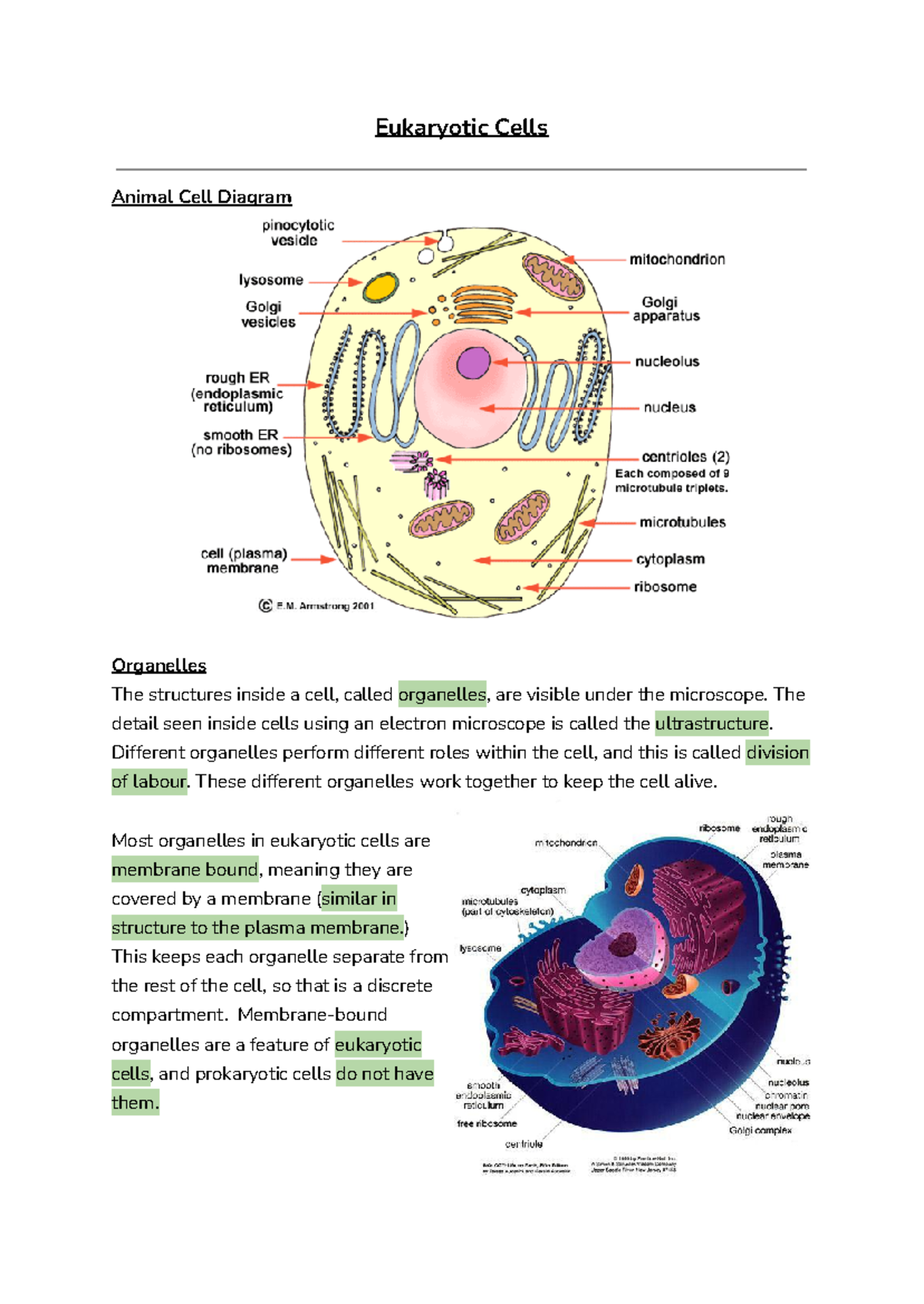 AQA A-Level Biology - Eukaryotic Cell Structures - Eukaryotic Cells ...