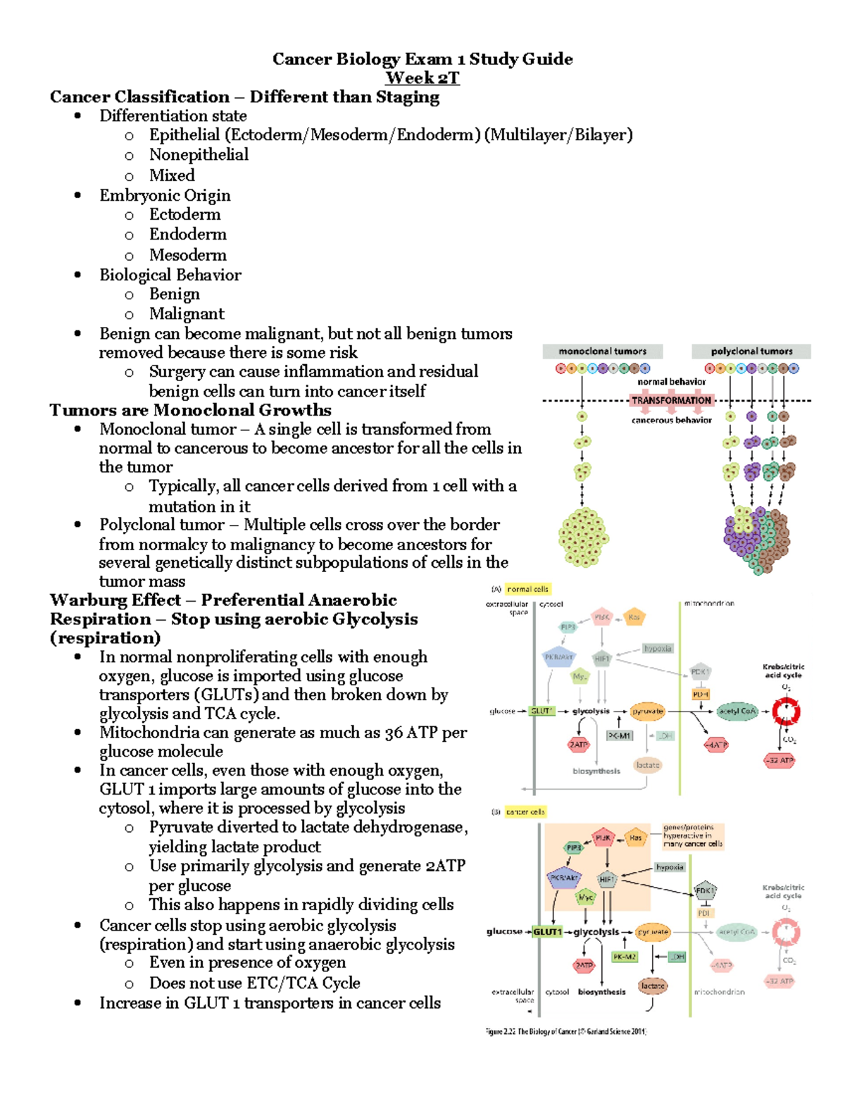 Cancer Bio Week 2T - Huwe - Cancer Biology Exam 1 Study Guide Week 2T ...