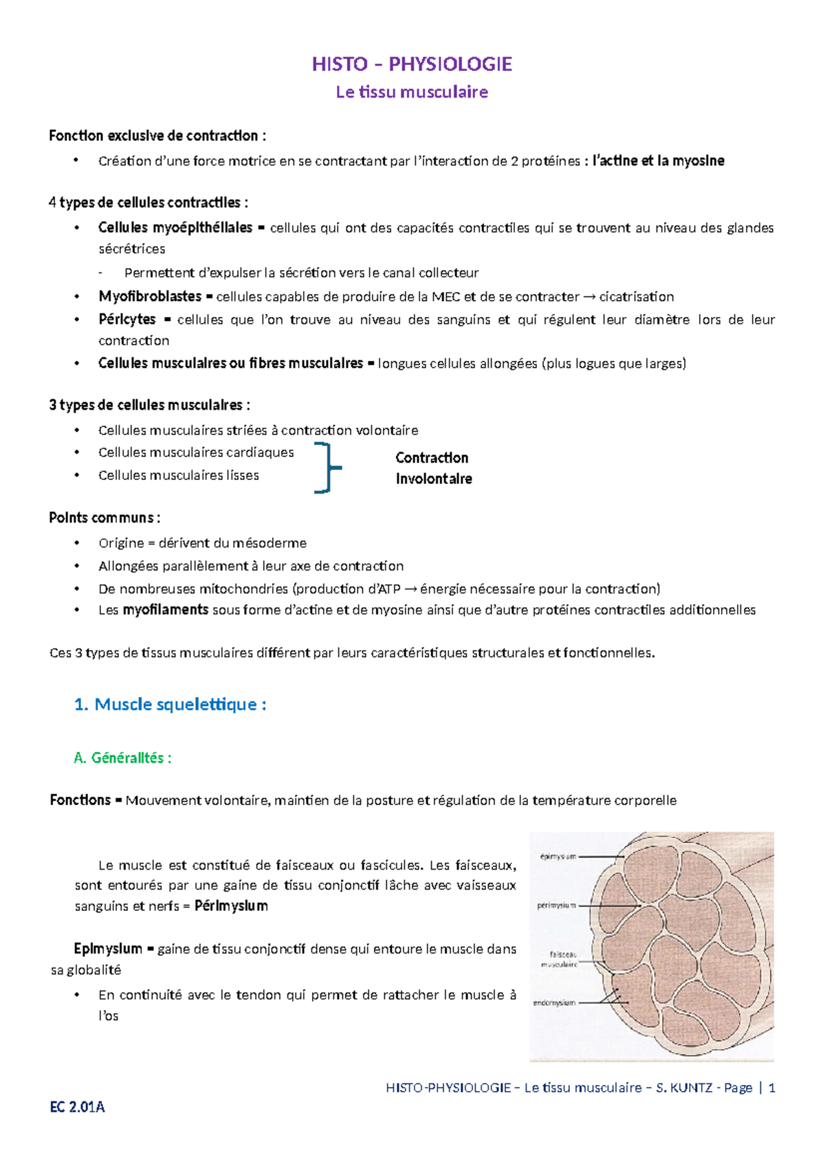 Tissu musculaire - HISTO – PHYSIOLOGIE Le tissu musculaire Fonction exclusive de contraction ...