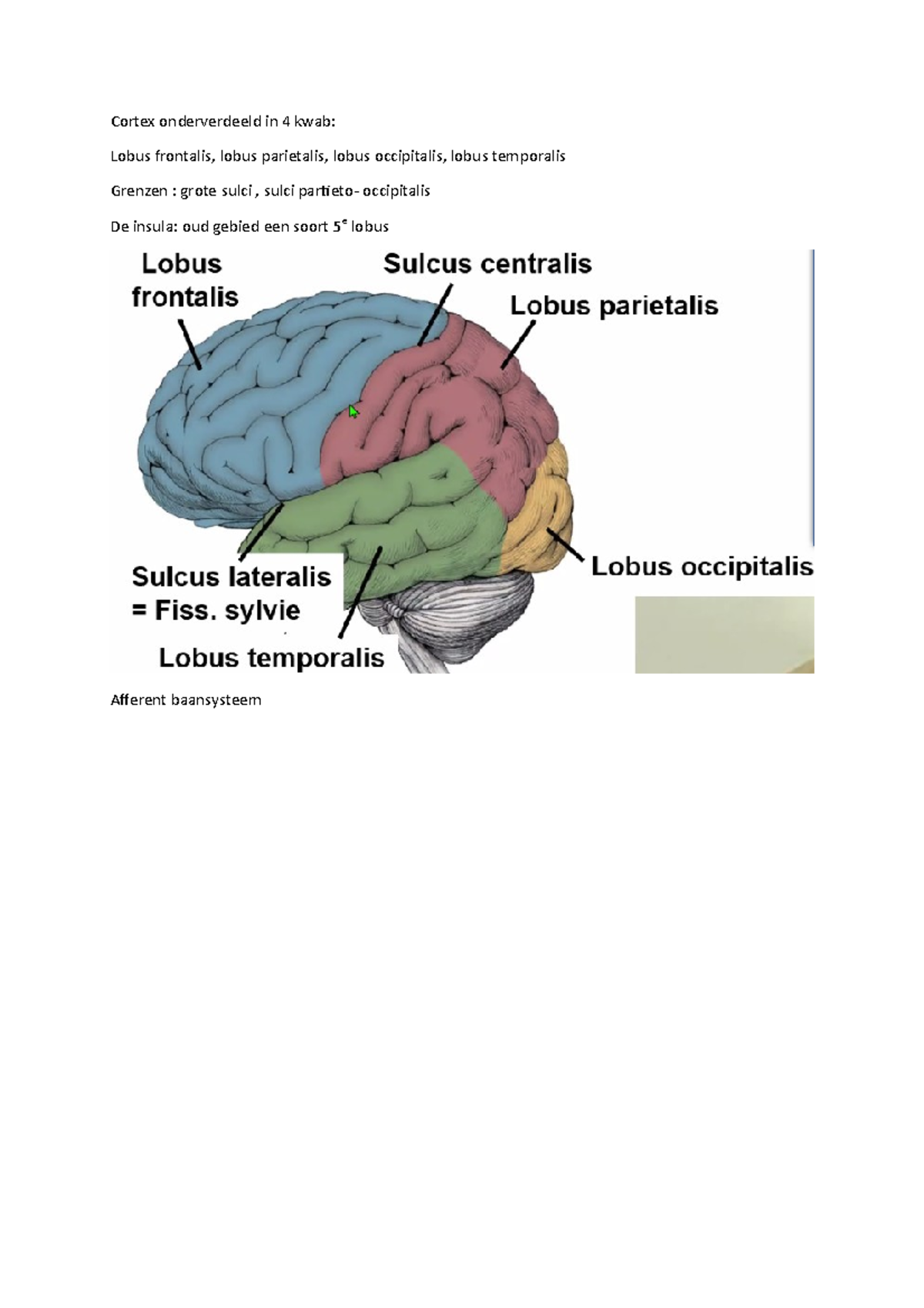 Anatomie CZS - Cortex onderverdeeld in 4 kwab: Lobus frontalis, lobus ...