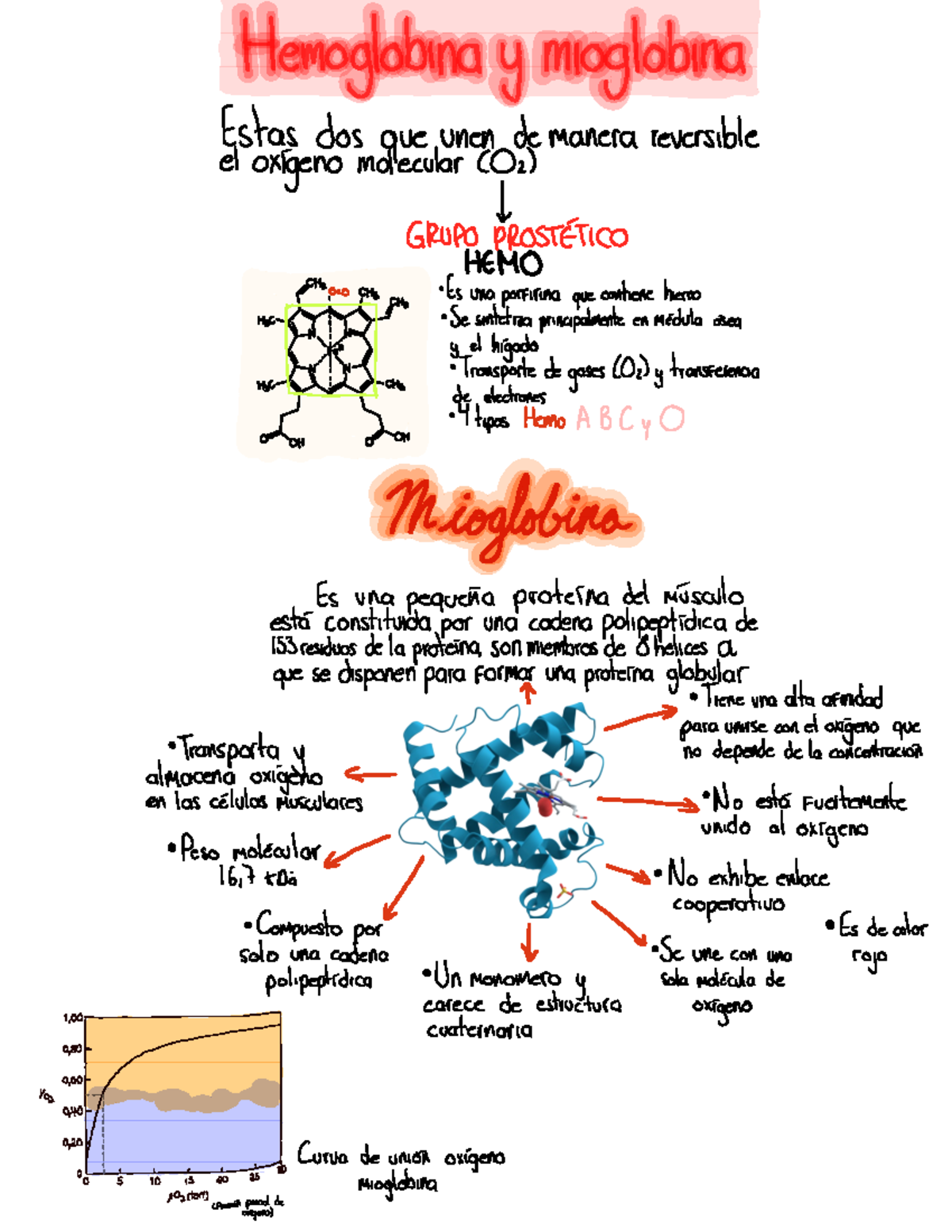 Hemoglobin and myoglobin - Hemoglobina y mioglobina Estas dos que unen ...