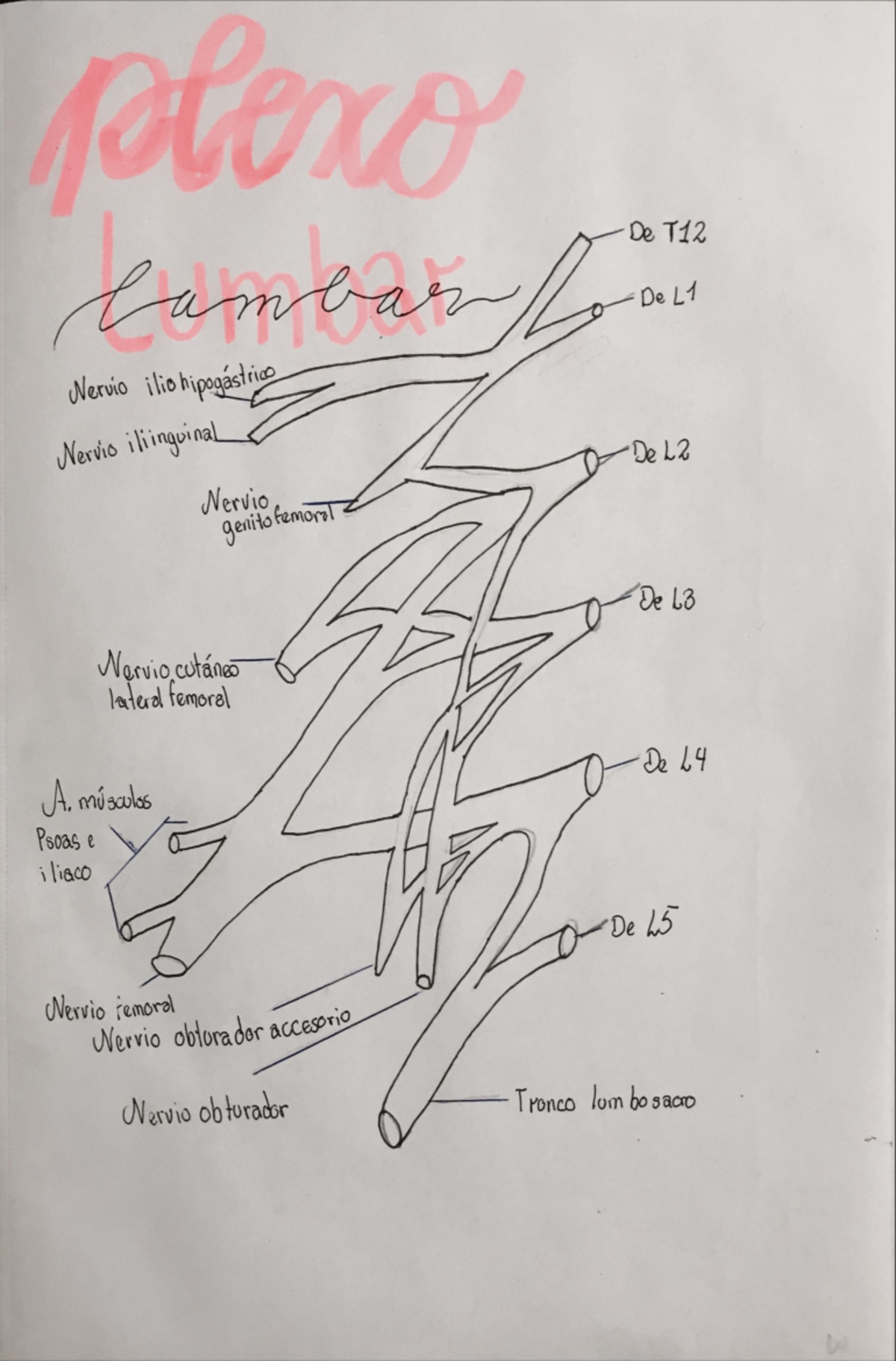 Dibujos de los plexos - Anatomía humana - Studocu