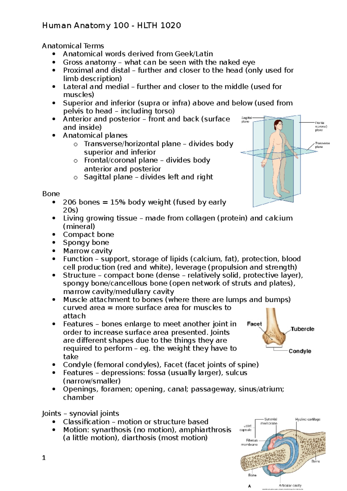 Human Anatomy 100 Lecture Notes - Anatomical Terms Anatomical words ...