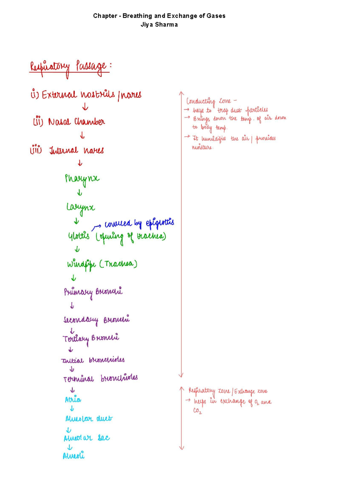 Breathing and Exchange of Gases - , exchange O2 with CO2 by simple ...