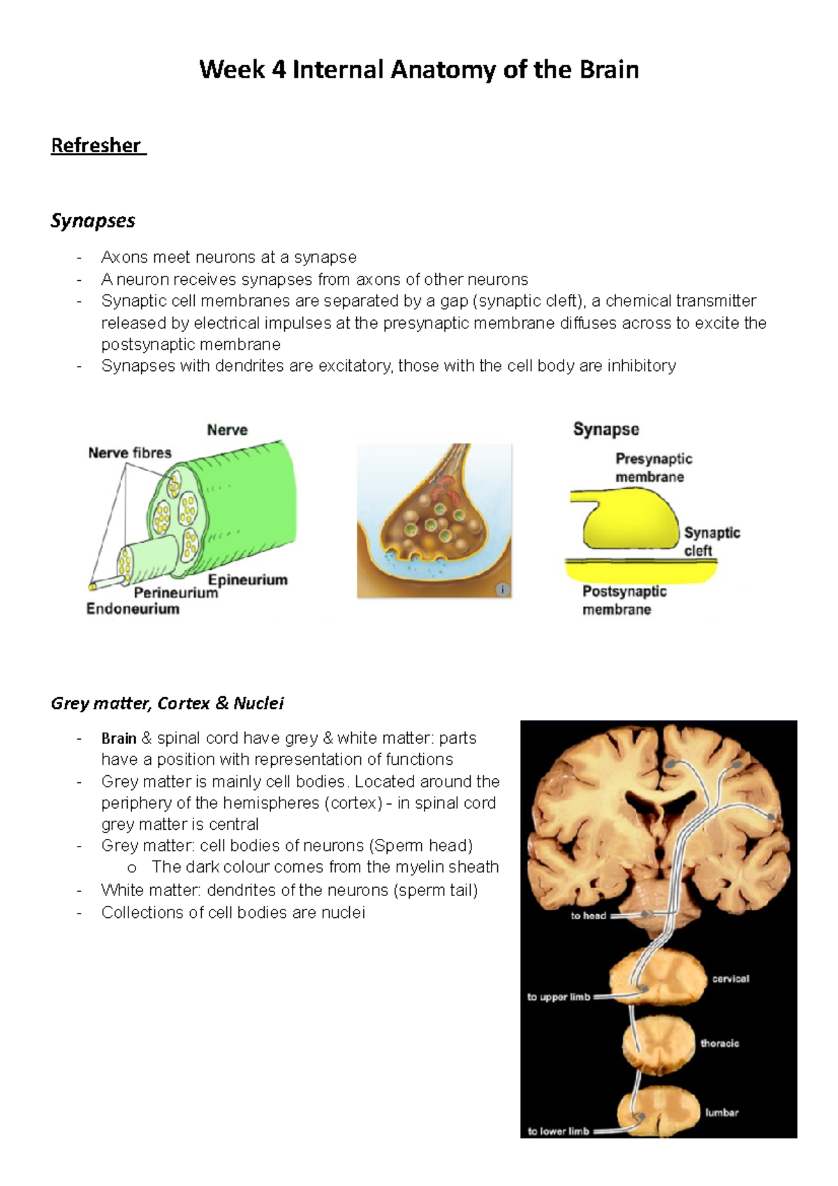 Week 4 Internal Anatomy of the Brain - Located around the periphery of ...
