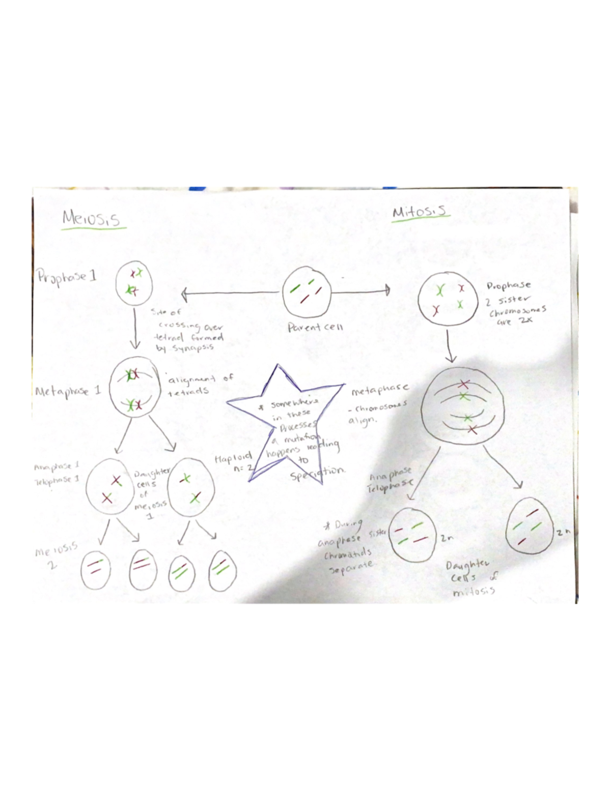 Praphase 1 - Lab questions - Meiosis Mitosis Prophase 1 xx 19 X x ...