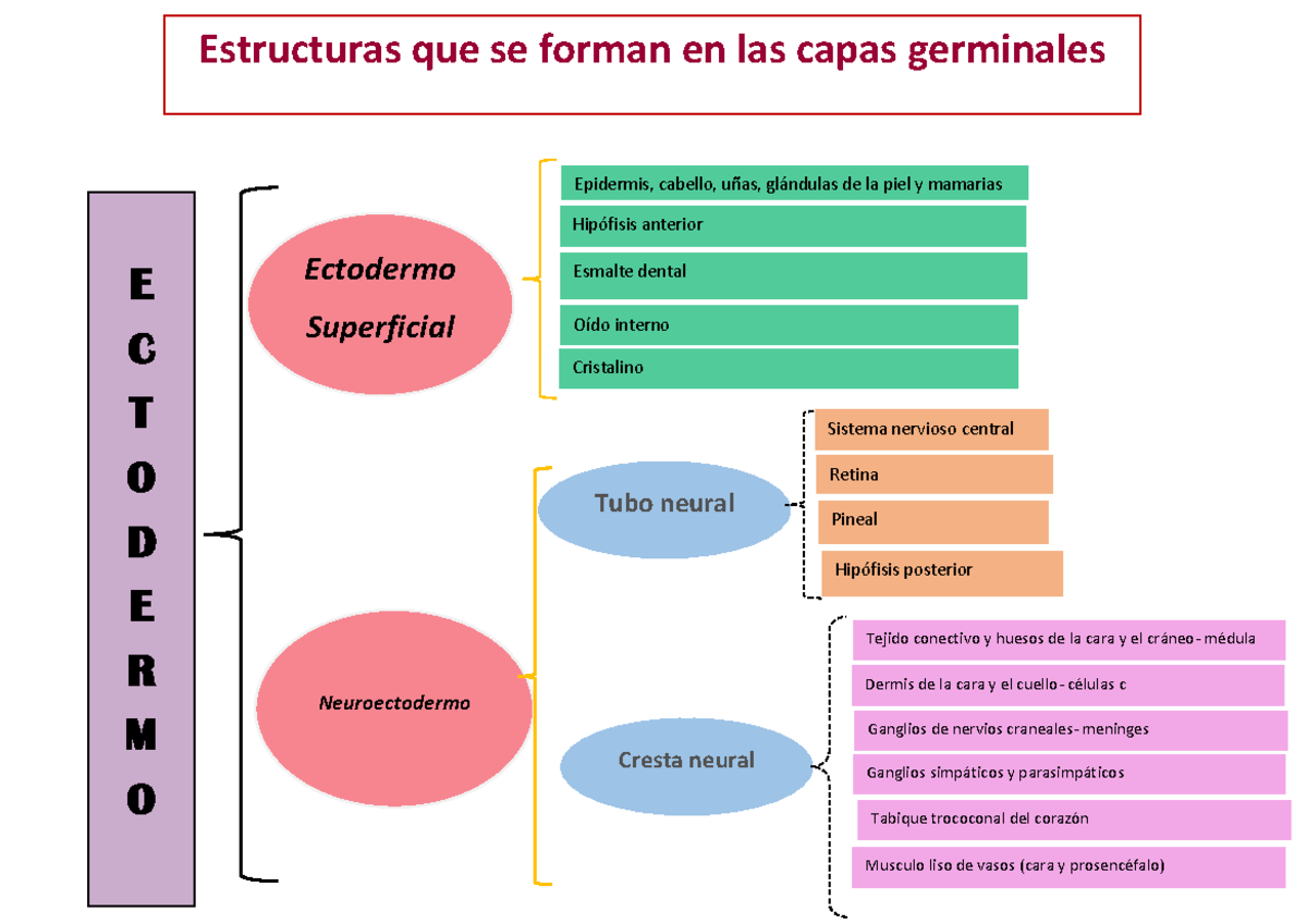 Embriologia Estructuras que se forman en las capas - Estructuras que se ...