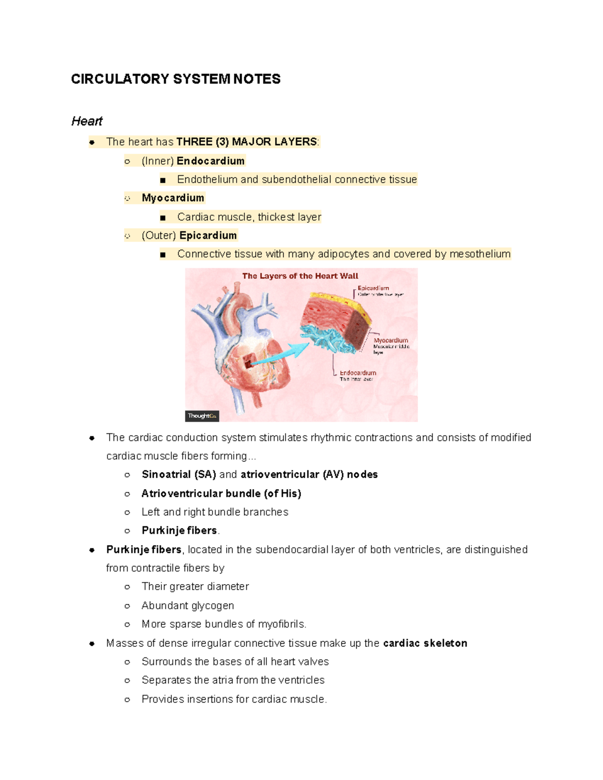 Cardiovascular System Summary mlv - CIRCULATORY SYSTEM NOTES Heart The ...