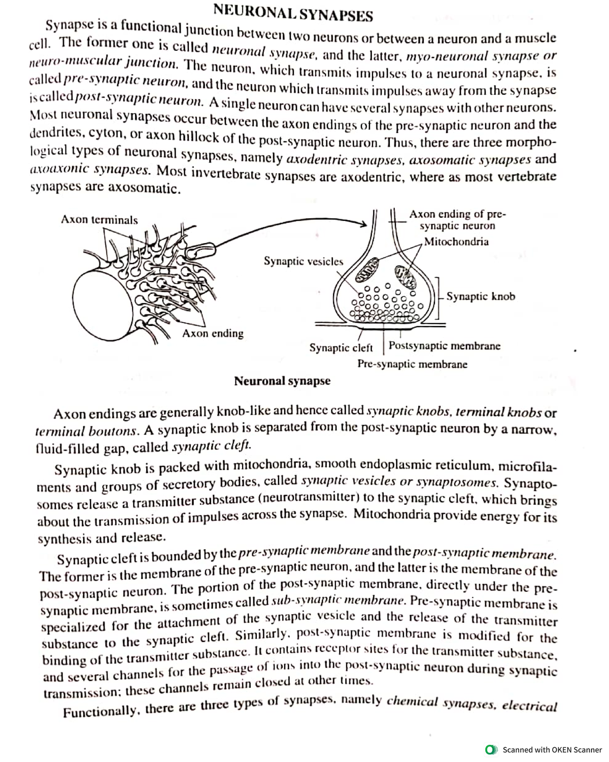 Neuronal synapses, synaptic transmission, neurotransmitters, synaptic ...