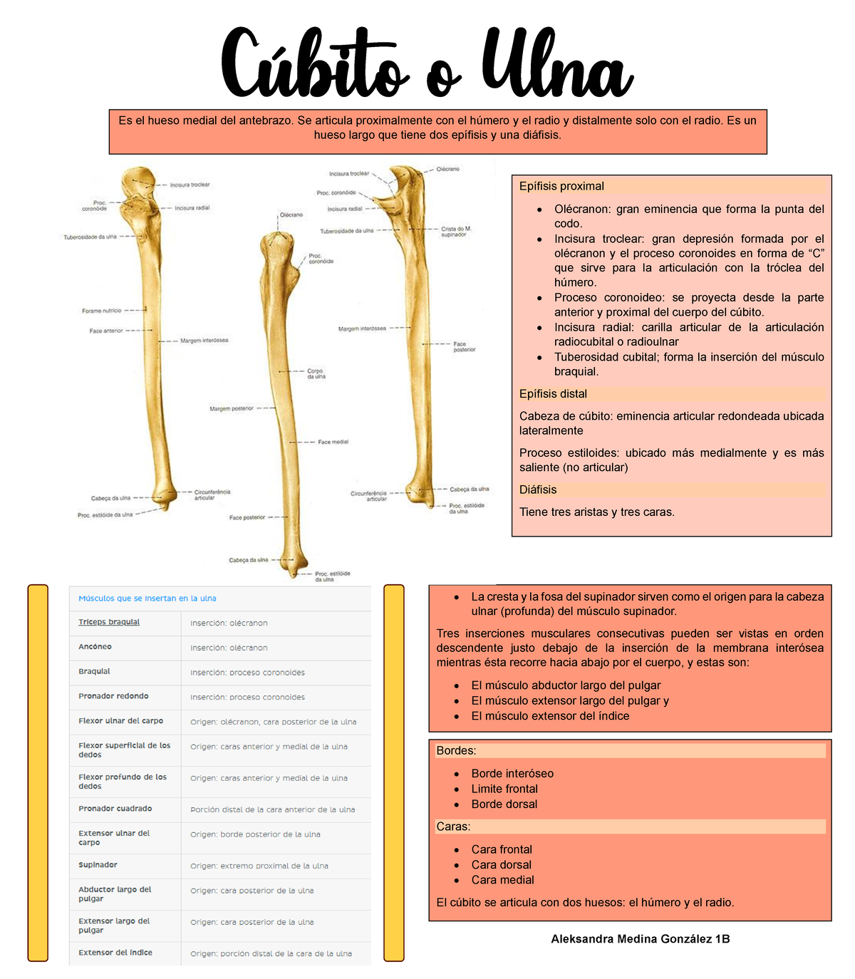 Cúbito o Ulna - Organizador de ulna general - Cúbito o Ulna Bordes ...
