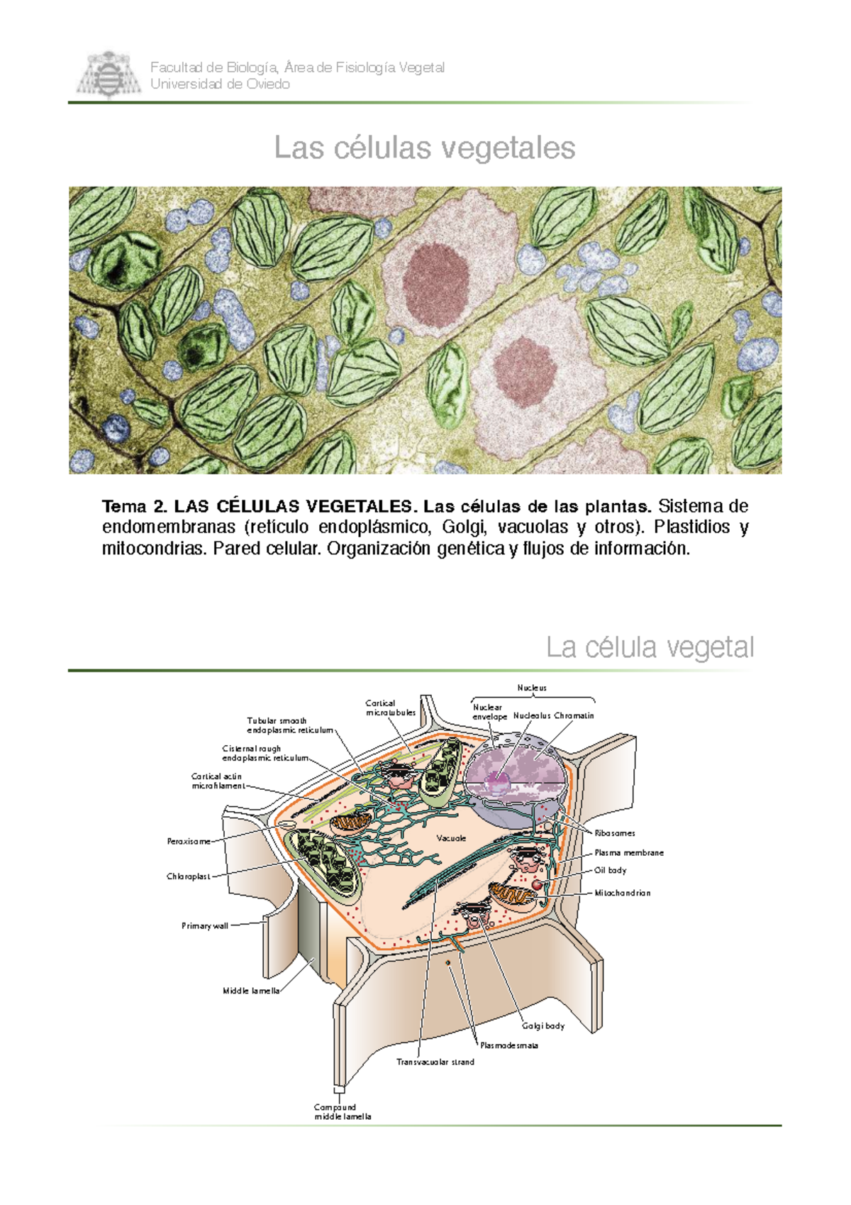 Tema 02 La celula vegetal - Tema 2. LAS CÉLULAS VEGETALES. Las células ...
