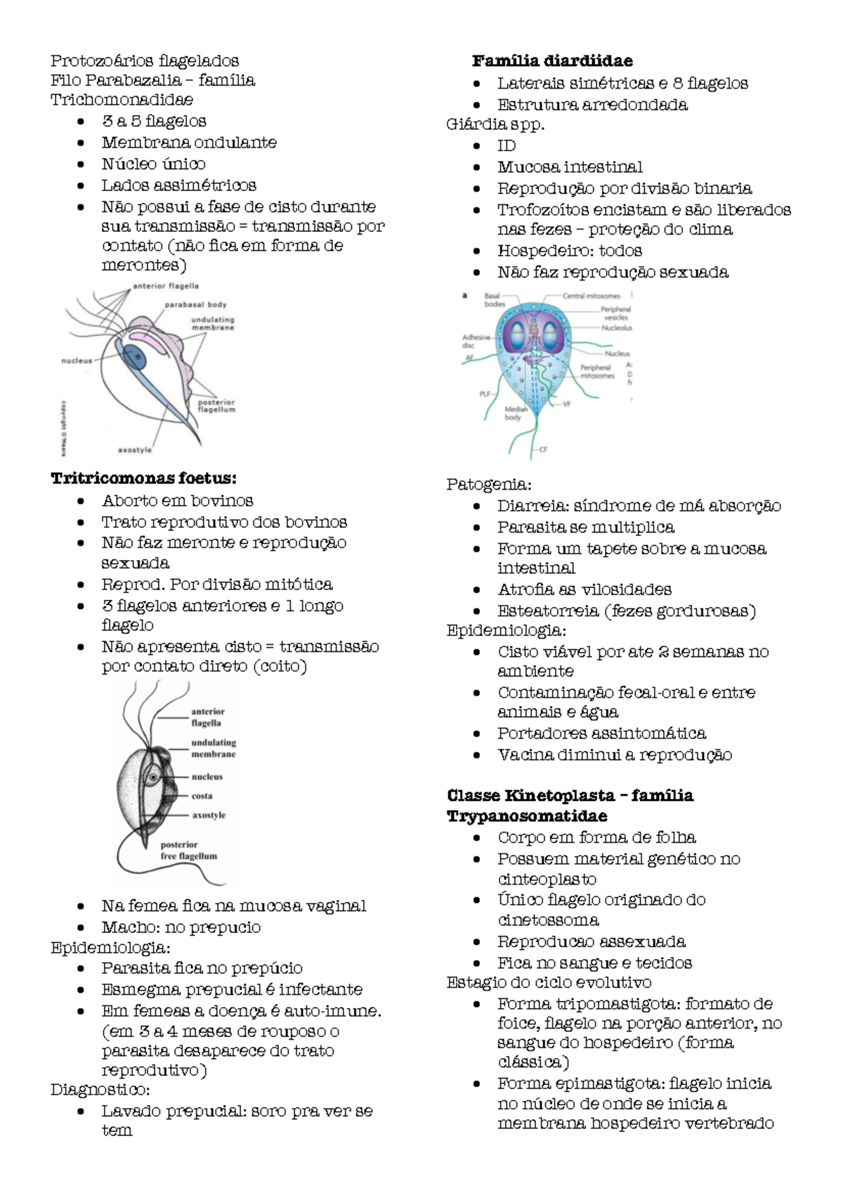 Protozoários flagelados - Protozoários flagelados Filo Parabazalia ...