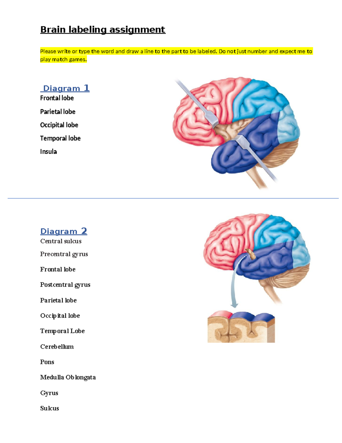 Brain labeling assignment - Brain labeling assignment Please write or ...