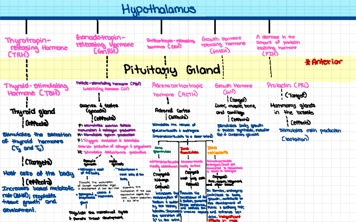 Hormones Concept Maps - Hypothalamus I A decrease in the Thyrotropin ...