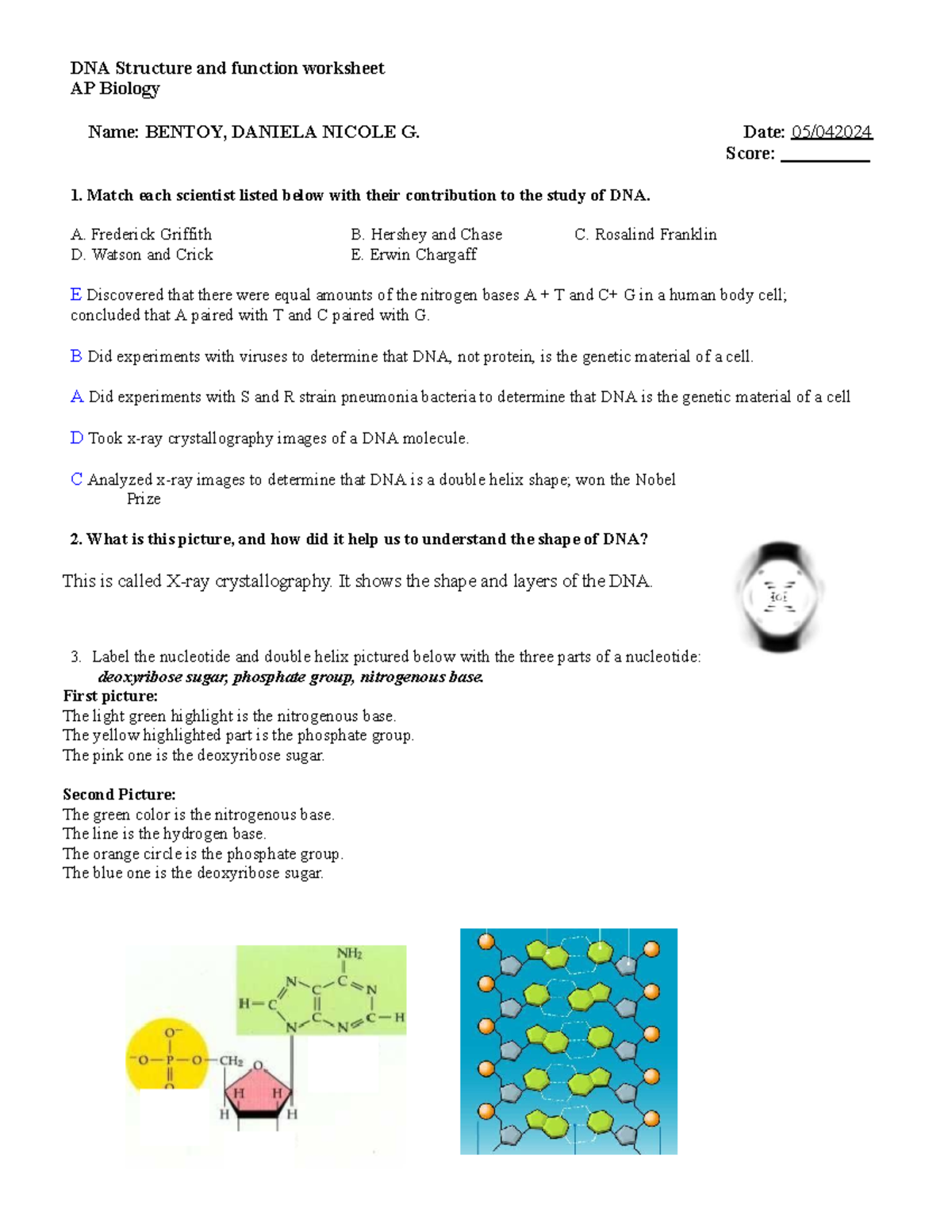 Transcription and translation practice worksheet - DNA Structure and ...
