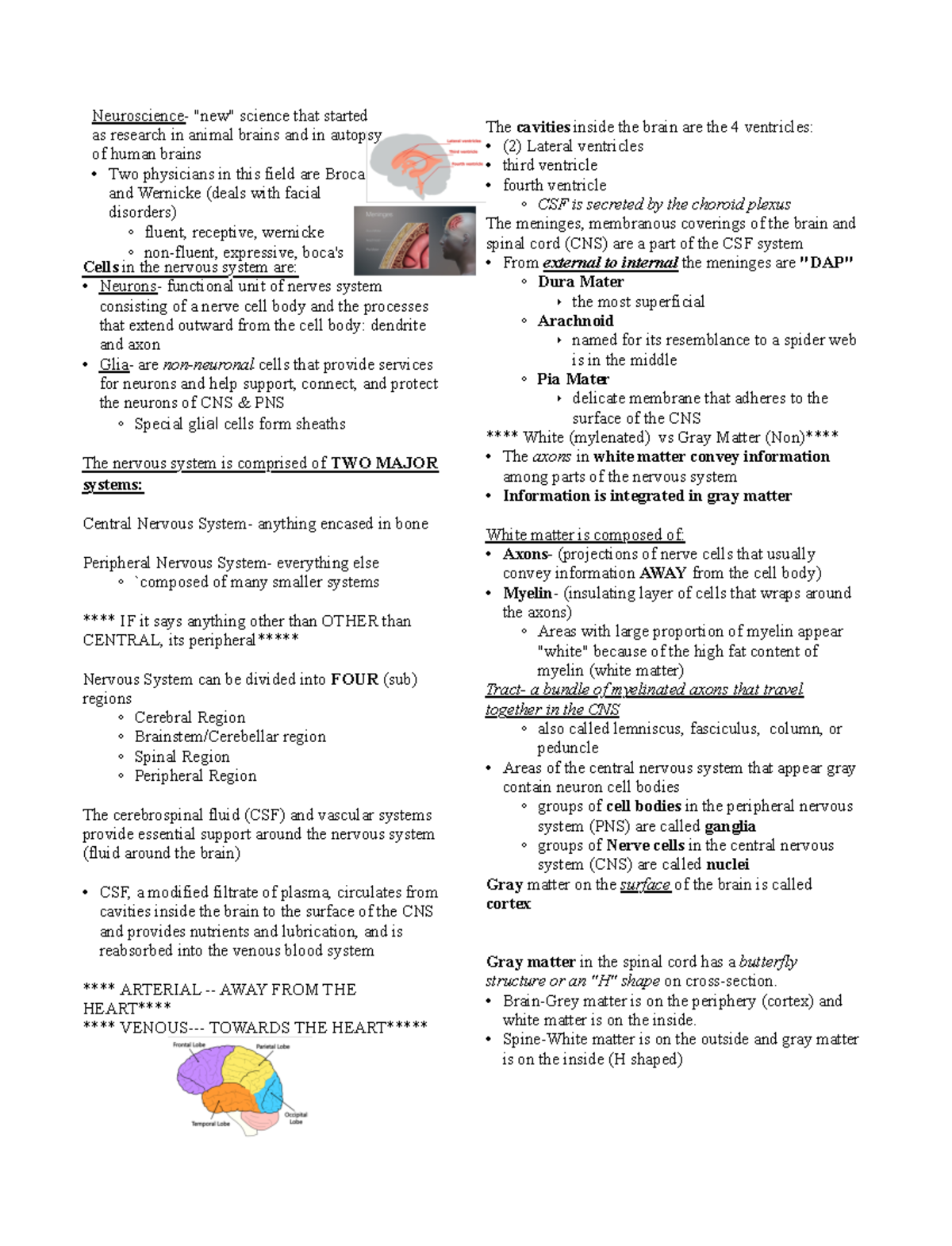 Intro to Neuro + Cerebrum - Cells in the nervous system are: Neurons ...