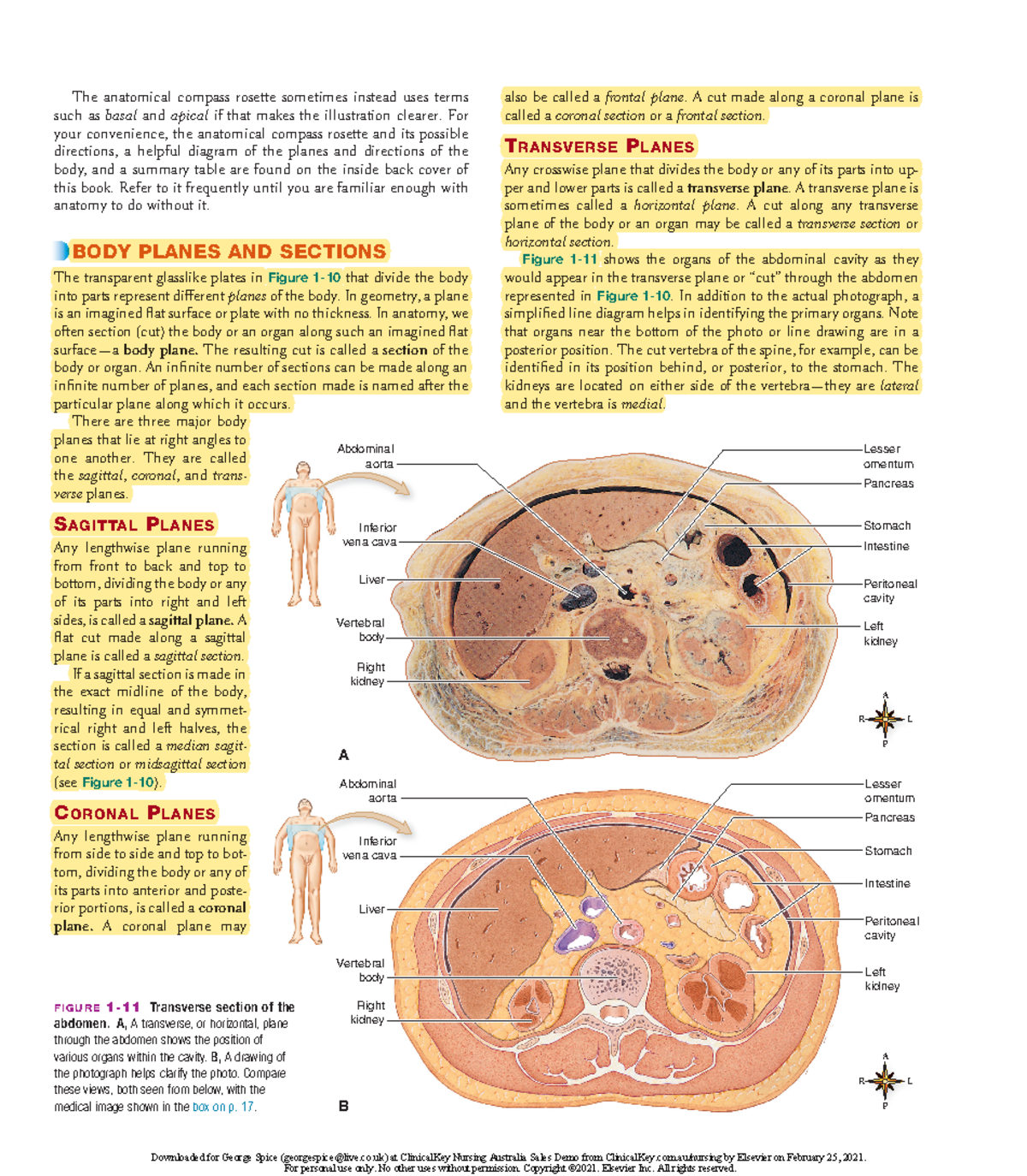 Module 2 Topic 2 Planes of body - The anatomical compass rosette ...