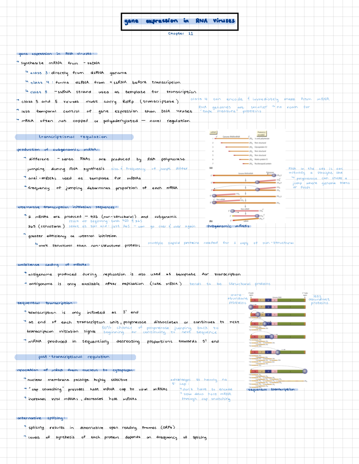 10- Gene Expression in RNA Viruses - gene expression in RNA viruses chapter 11 gene expression ...