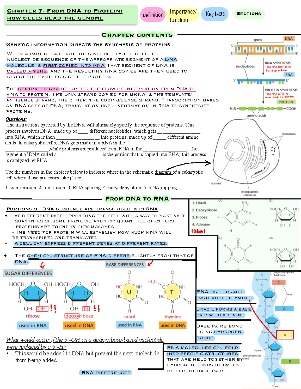 Chapter 7: From DNA to Protein: How cells read the genome - BIOL 230 ...