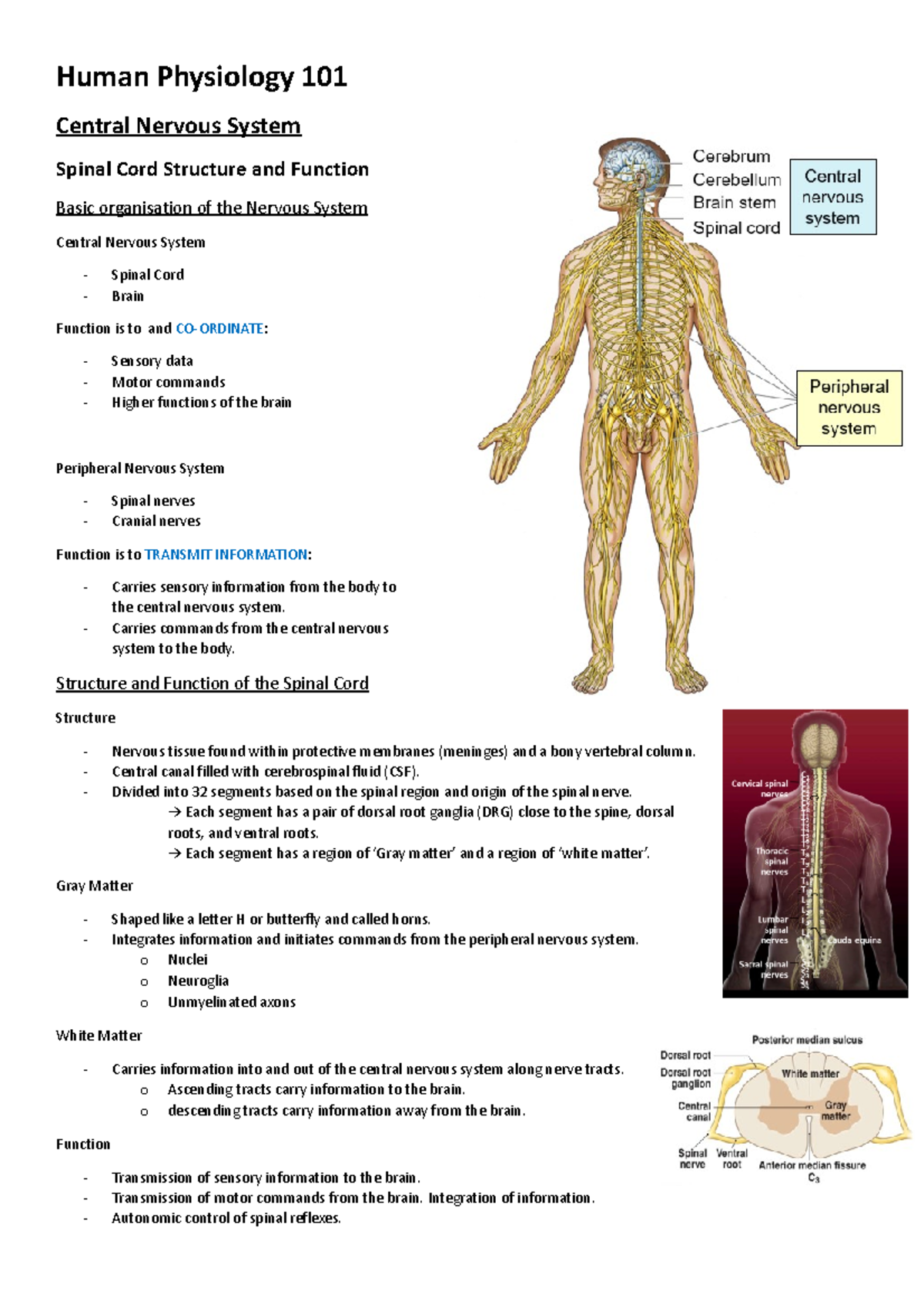 Human Physiology 101 Notes - Human Physiology 101 Central Nervous ...