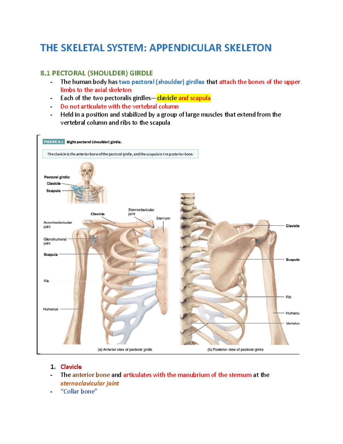 Skeletal Appendicular - THE SKELETAL SYSTEM: APPENDICULAR SKELETON 8 ...