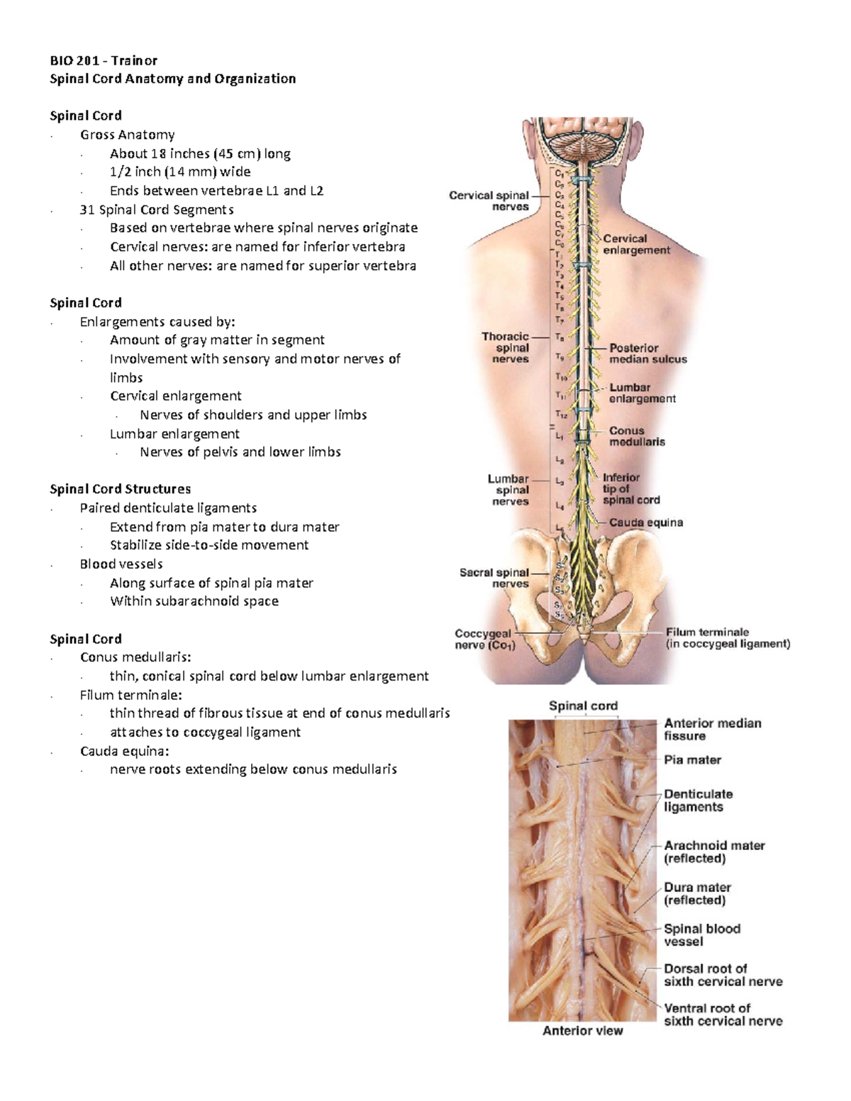 spinal Cord Anatomy and Organization Handouts - BIO 201 ‐ Trainor ...