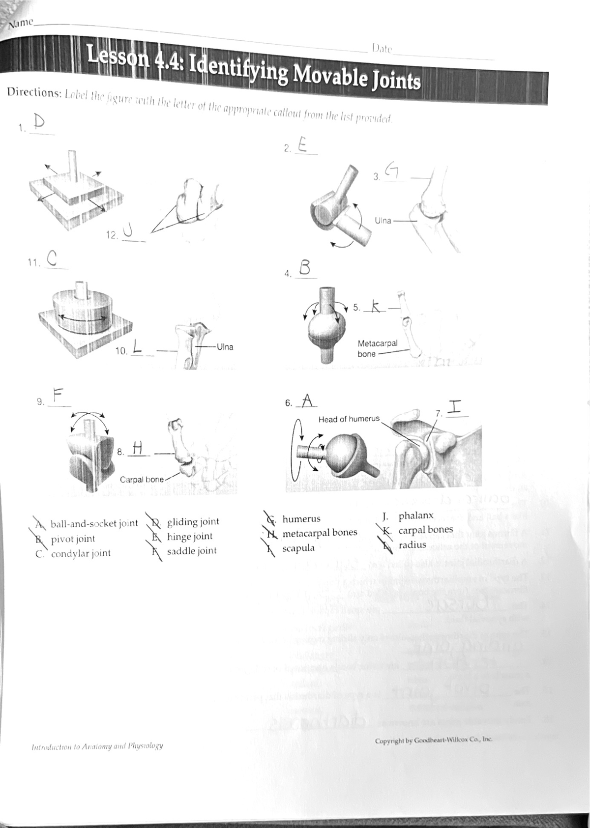Lesson 4.4: Joints And Human Skeleton - BIO 2053 - Studocu