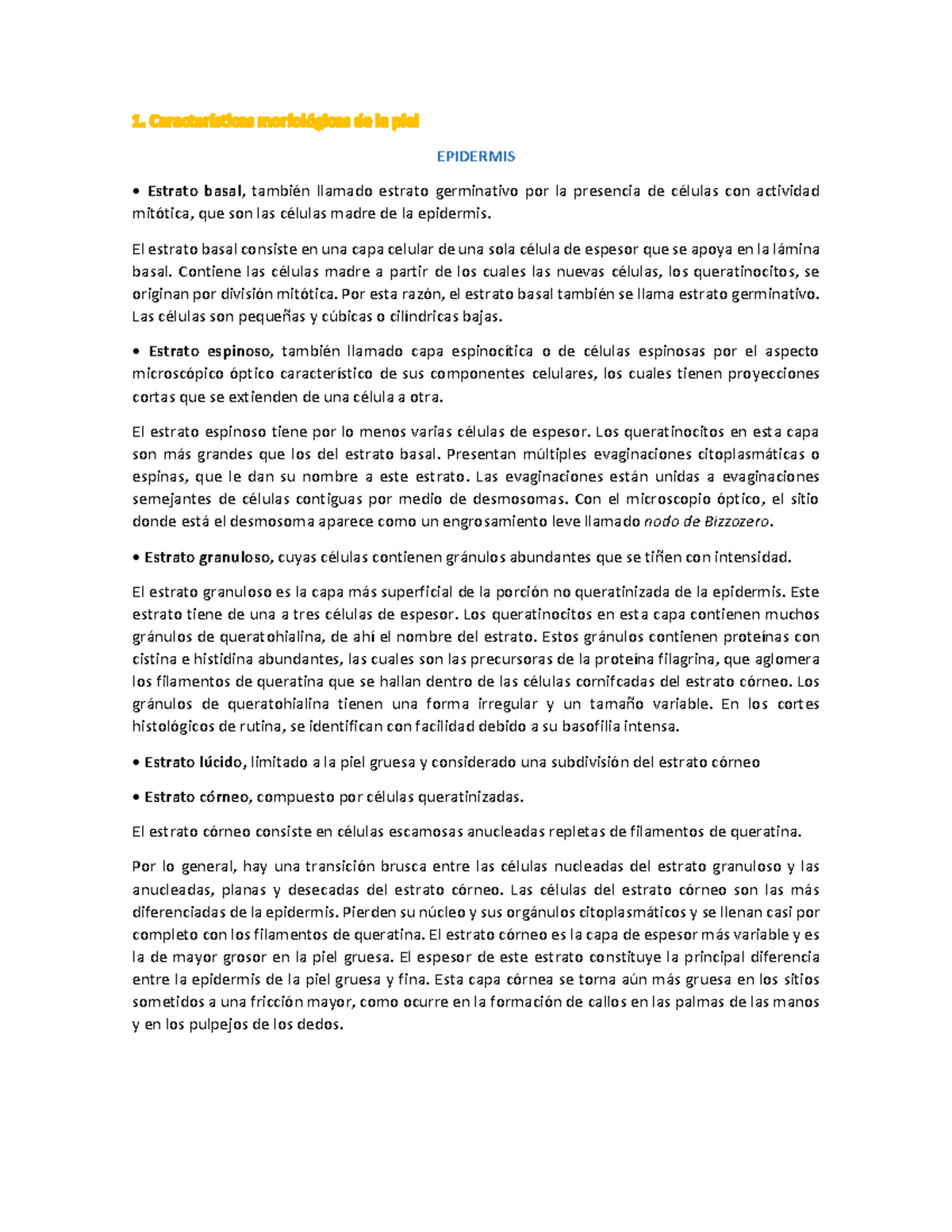 Morfo de piel y heridas - EPIDERMIS Estrato basal , tambiÈn llamado ...