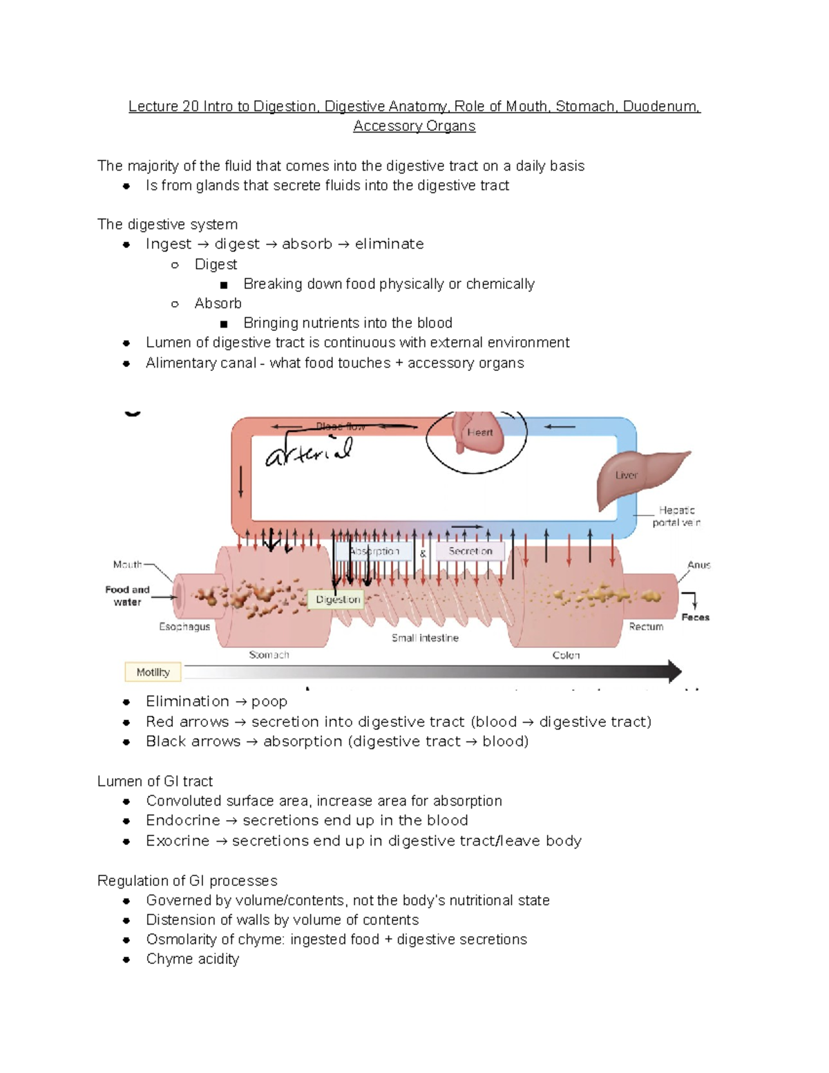 Lecture 20: Intro to Digestion, Stomach - Lecture 20 Intro to Digestion, Digestive Anatomy, Role ...
