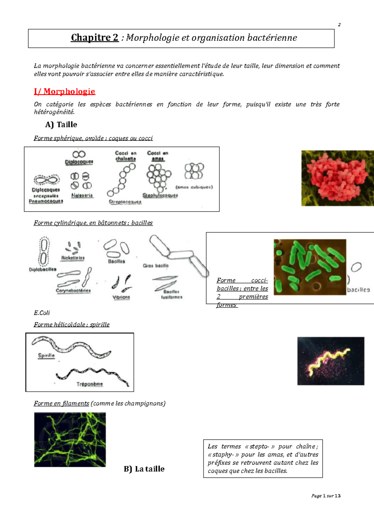 Morphologie et organisation bactérienne - La morphologie bactérienne va ...