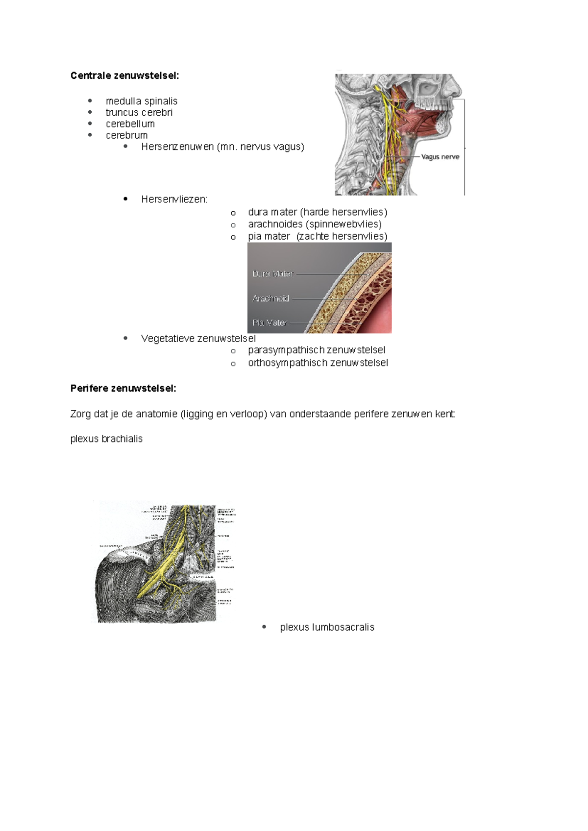 Anatomie zenuwen en innervaties - Centrale zenuwstelsel: medulla ...
