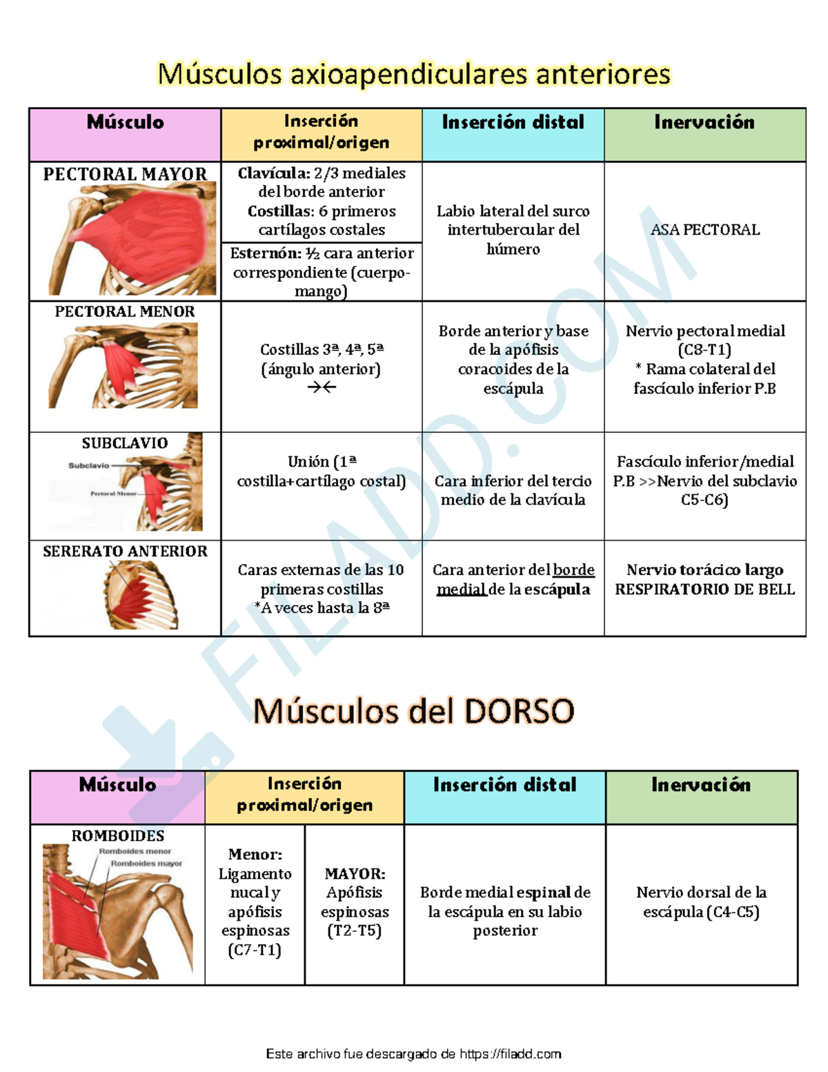 Musculos del torax - Músculos axioapendiculares anteriores Músculo ...
