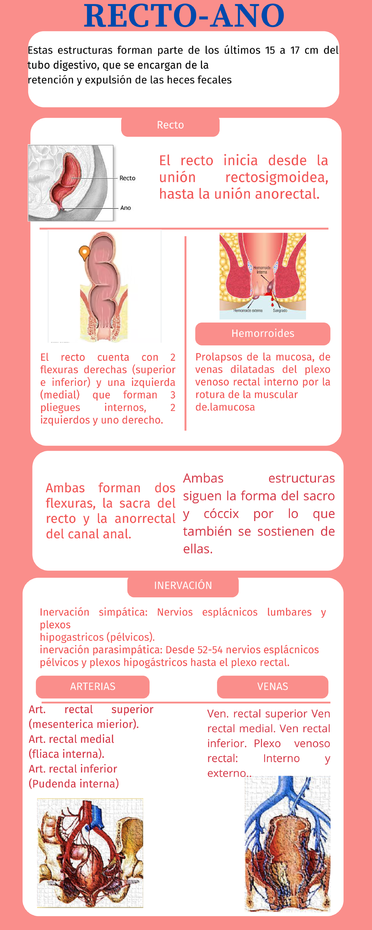Recto Y ANO - anatomia humana - Estas estructuras forman parte de los ...