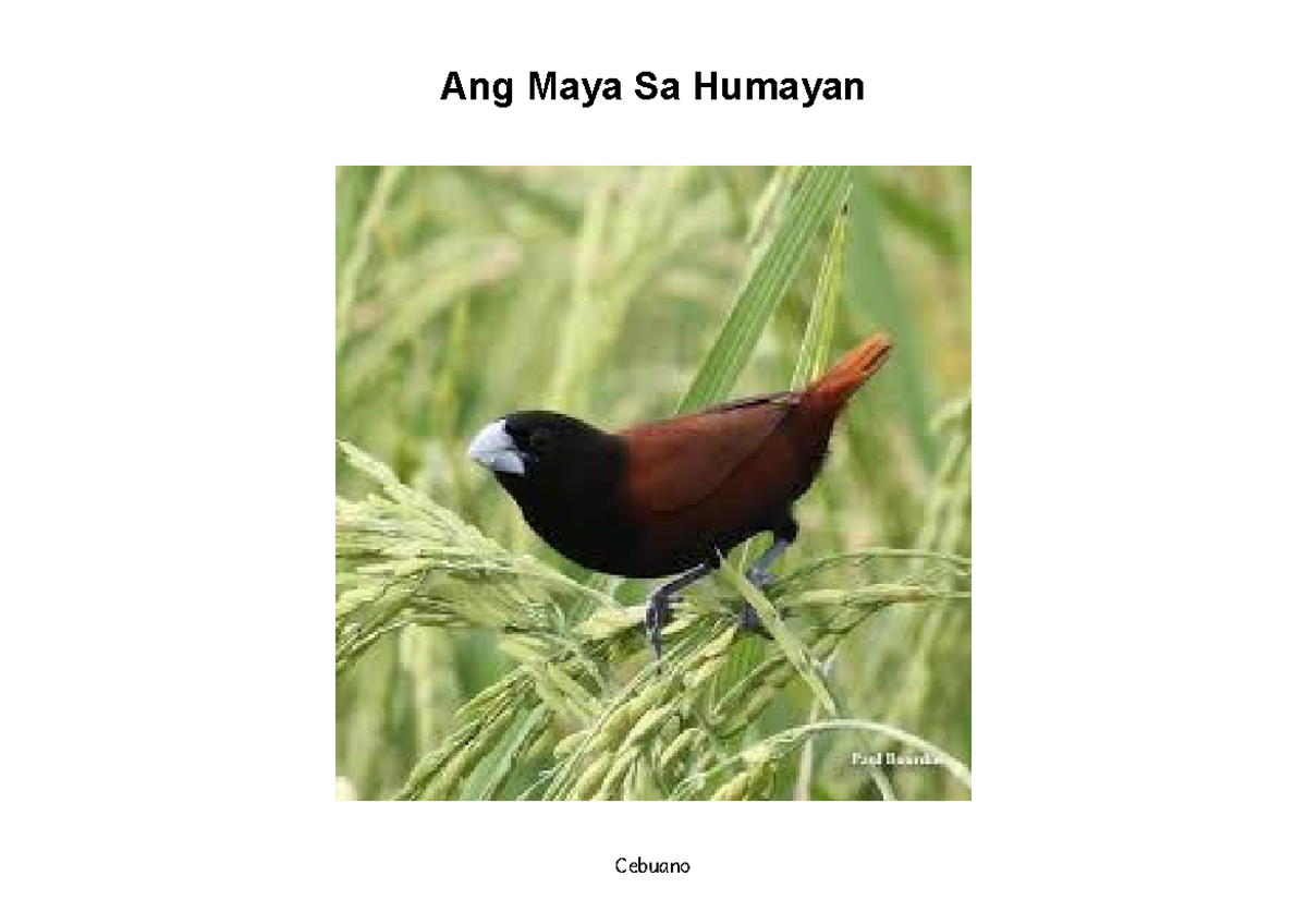Ang Maya Sa Humayan-Joey S. Guansing Zamboanga del Norte Division - Ang ...