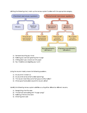 Chapters 11 and 12 Review Sheet - Anatomy & Physiology Chapter 11&12 ...