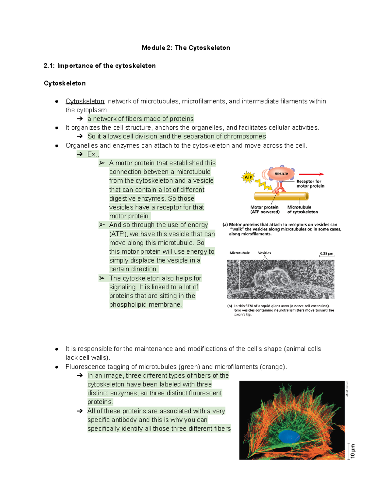 Module 2 The Cytoskeleton - BIO1140 - uOttawa - Studocu