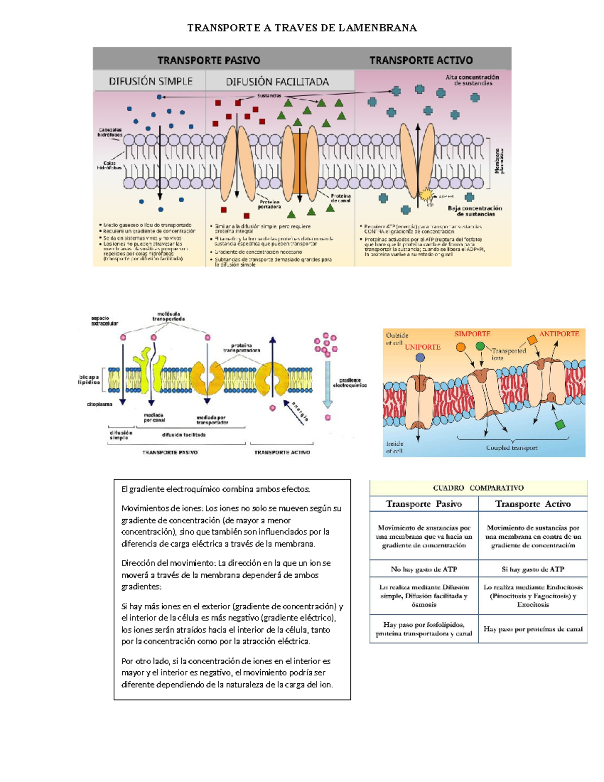 Fisiologiamicrobiana - TRANSPORTE A TRAVES DE LAMENBRANA El gradiente ...
