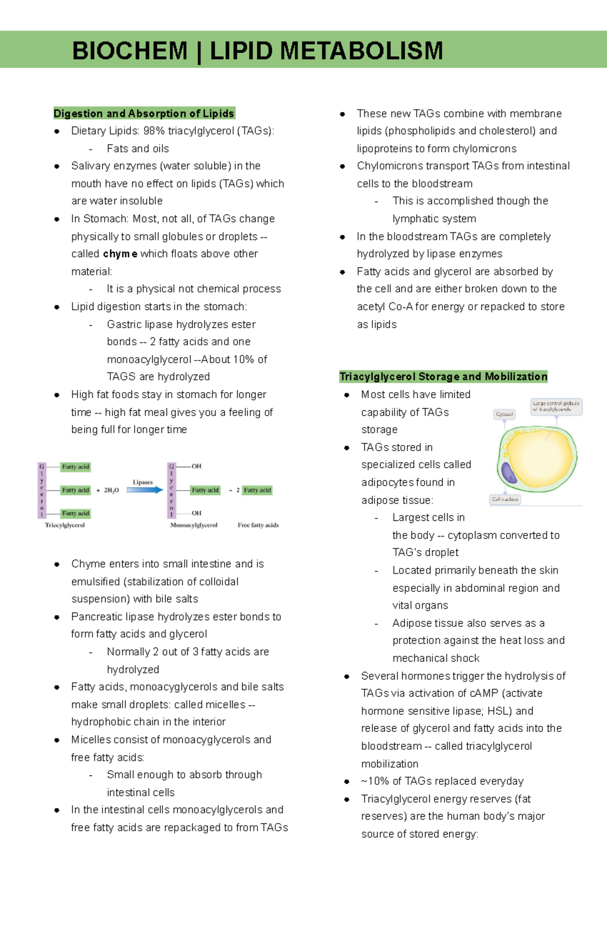 Biochem-Lipid-Metabolism - BIOCHEM | LIPID METABOLISM Digestion and ...