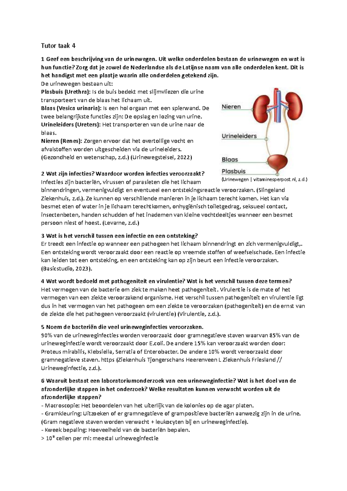 Tutor taak 4 - Uit welke onderdelen bestaan de urinewegen en wat is hun ...