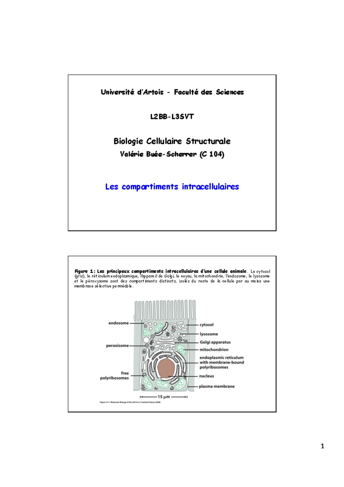 BCS- les compartiments intracell poly - Université d’Artois - Faculté ...