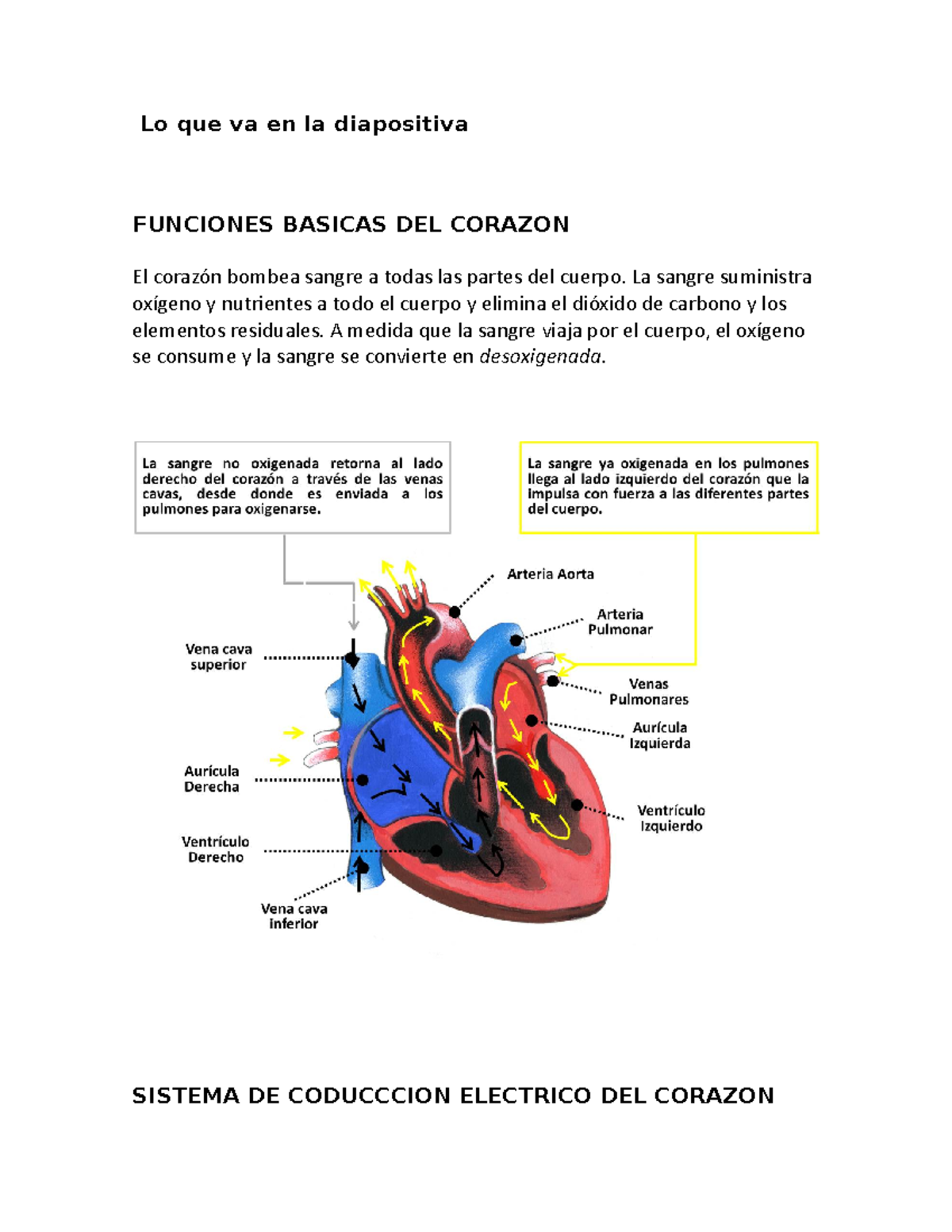 Fisiologia exposicion - Lo que va en la diapositiva FUNCIONES BASICAS ...