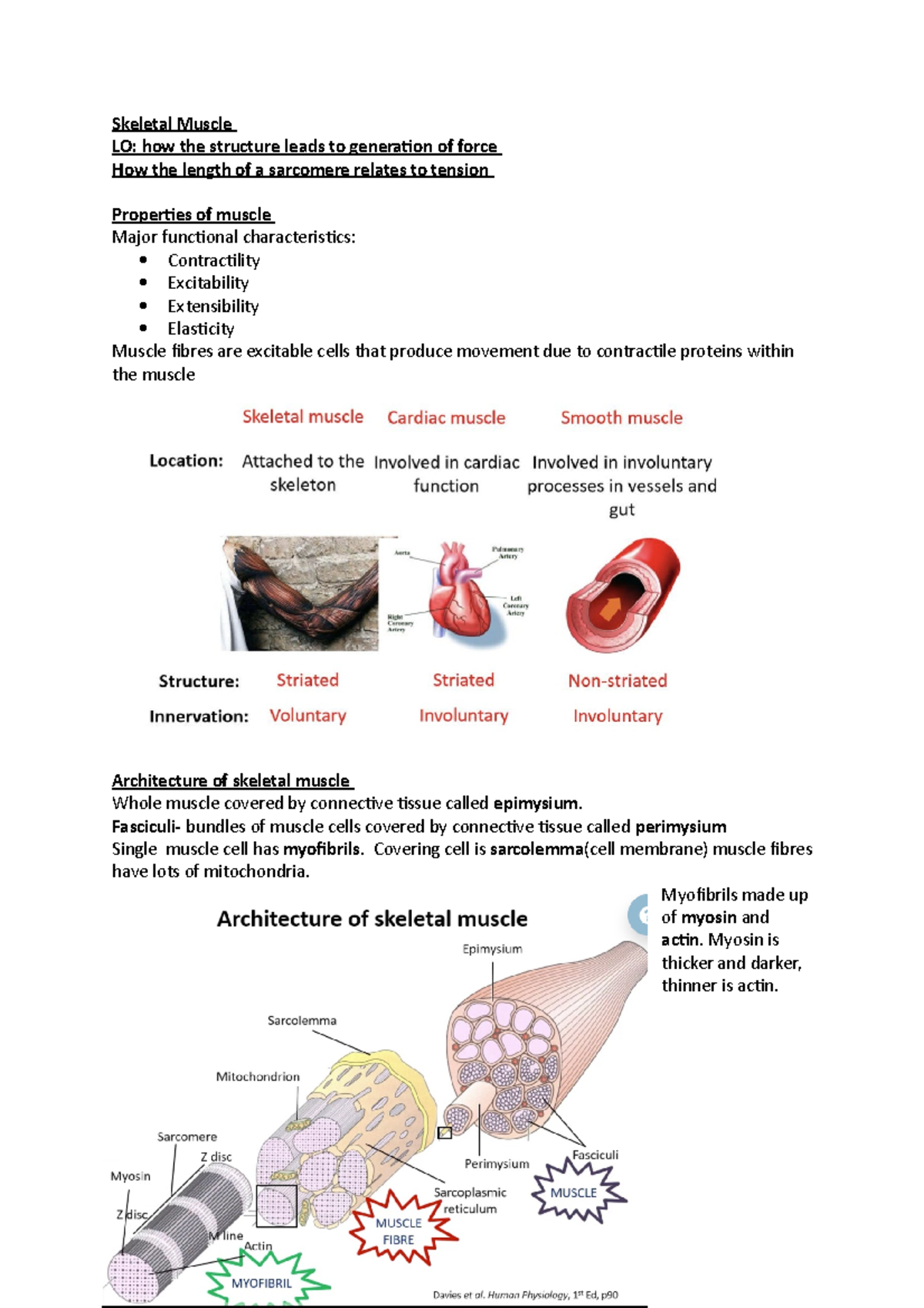 Skeletal Muscle - Skeletal Muscle LO: how the structure leads to ...